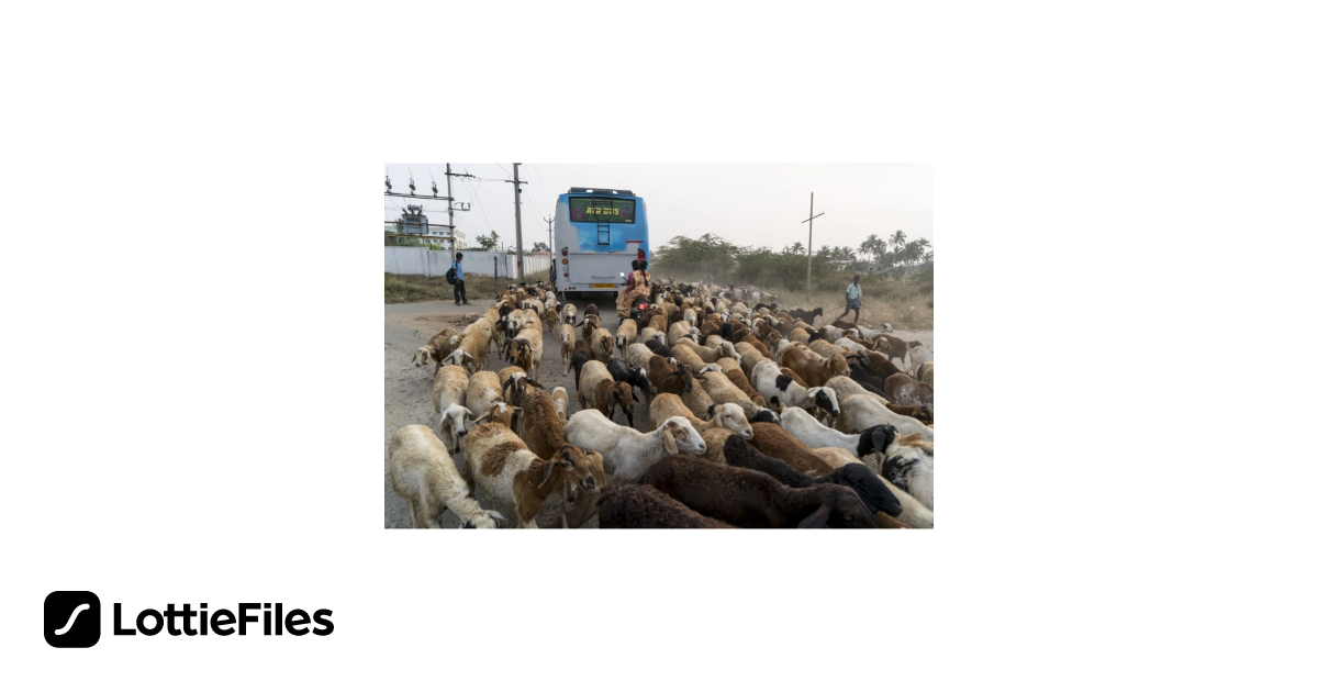 Free dsadsa Animation by Mohibullah Kamran | LottieFiles