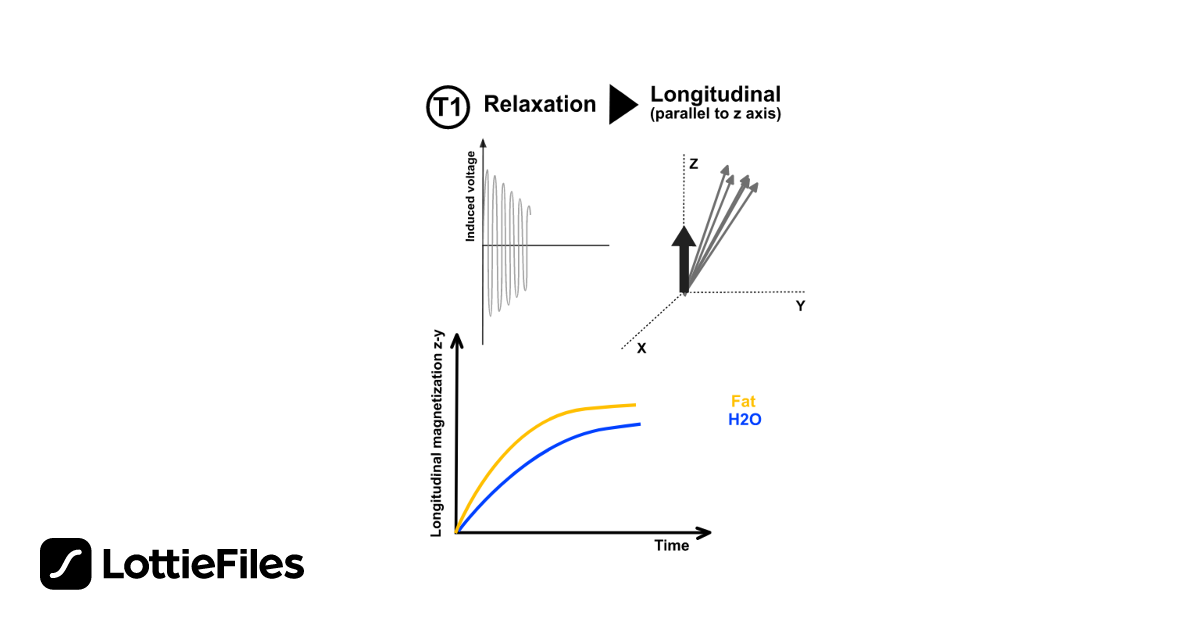 Free MRI - T1 relaxation with induced voltage Animation by Joana ...