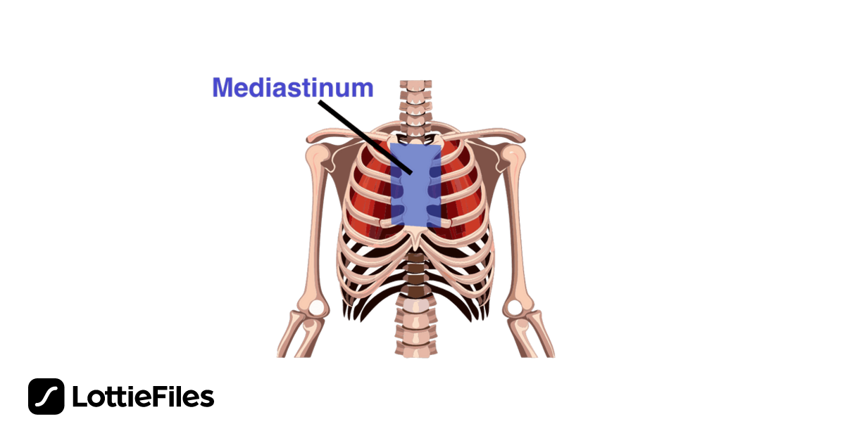 Free mediastinum general Animation by Joana Barreira | LottieFiles