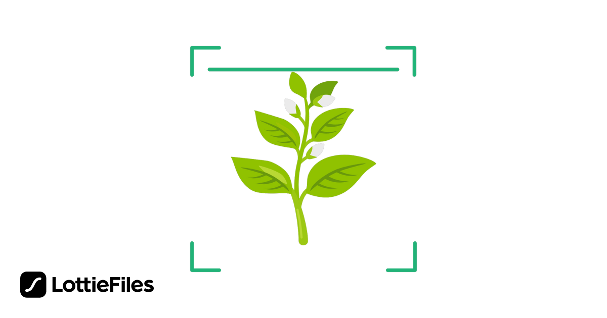 Free Plant Scan Animation by Khôi Nguyễn Quang | LottieFiles
