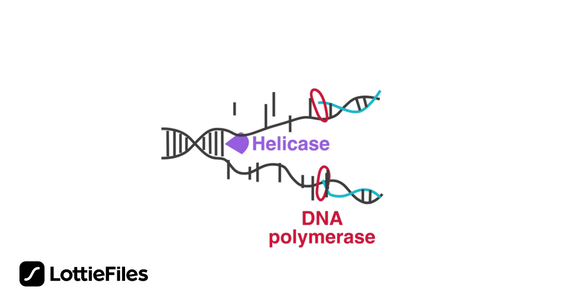 Free Which enzyme unwinds the DNA template to begin DNA replication ...
