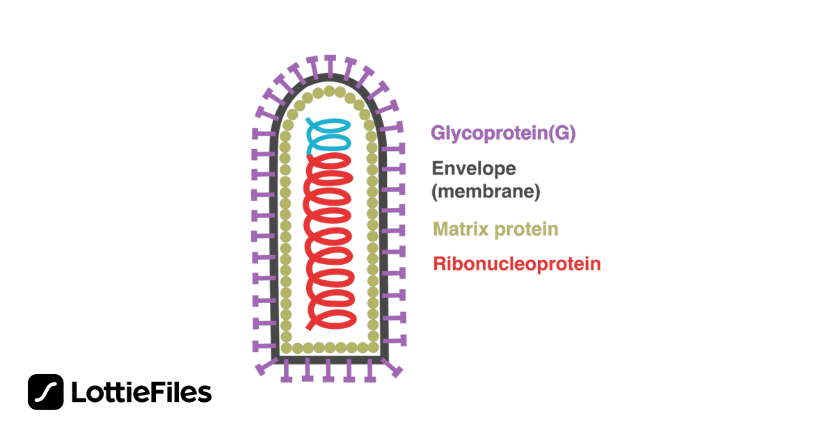 Free Rabies virus morphology Animation by Joana Barreira | LottieFiles
