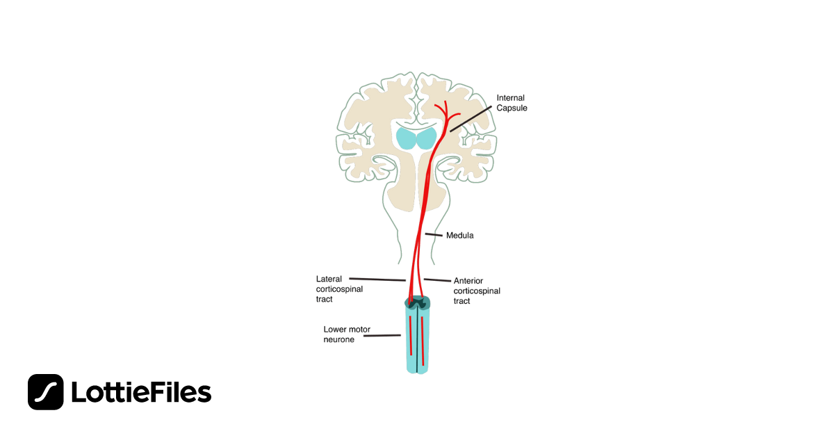 Free lower medulla Animation by Joana Barreira | LottieFiles