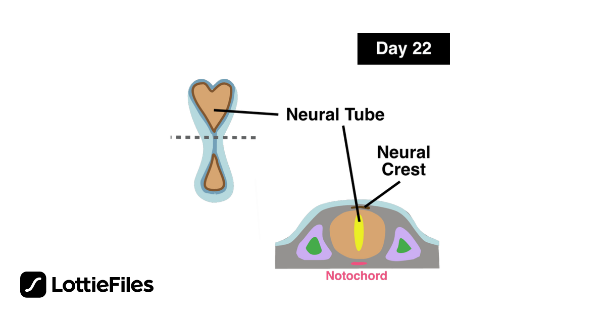 Free CNS formation naming 2 Animation by Joana Barreira | LottieFiles