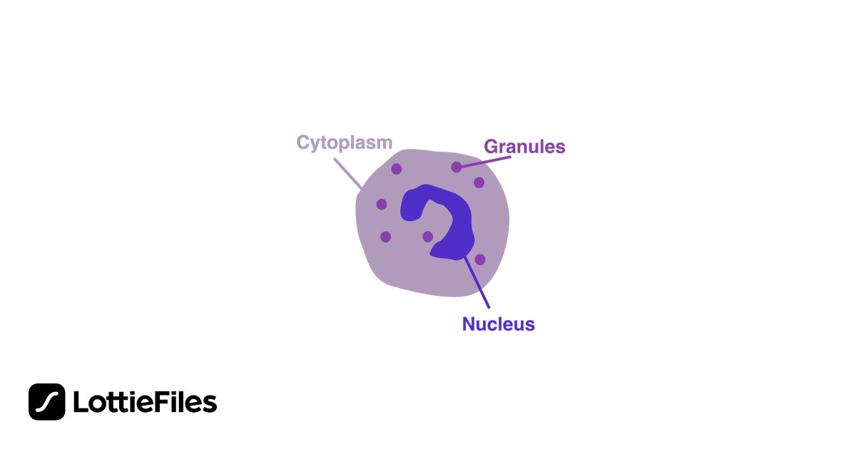 Free Neutrophil morphology Animation by Joana Barreira | LottieFiles