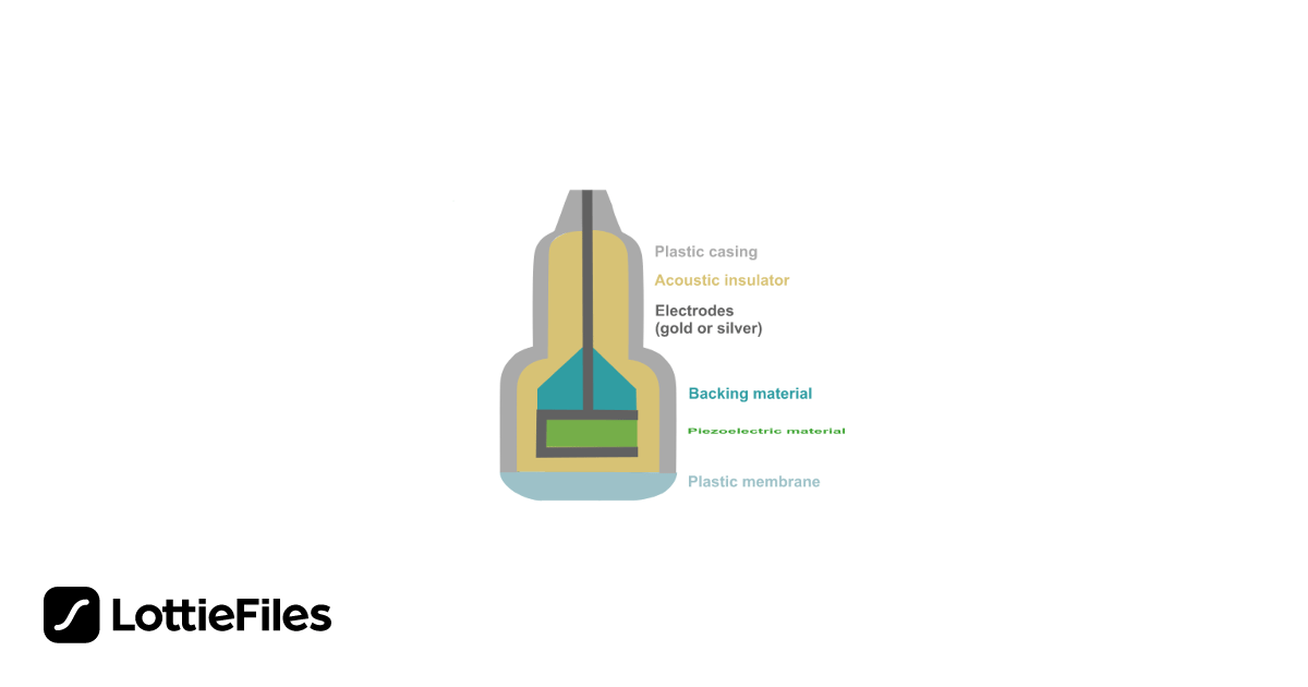 Free Ultrasound transducer components Animation by Joana Barreira ...