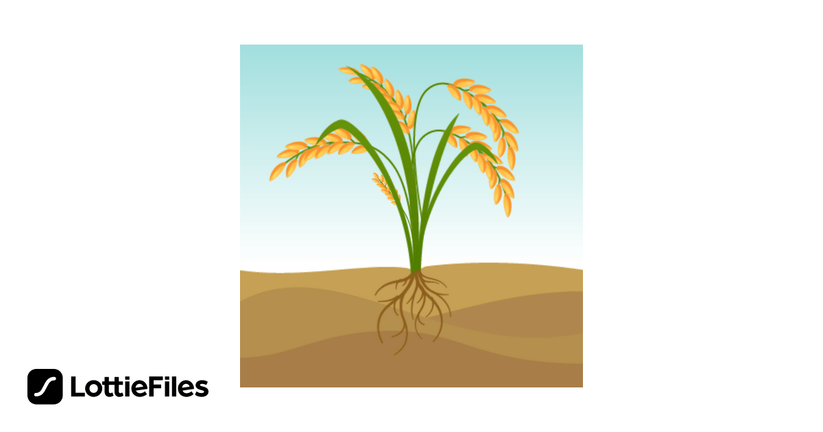 Free Oryza sativa / Paddy Animation by Toshi Feryansyah | LottieFiles
