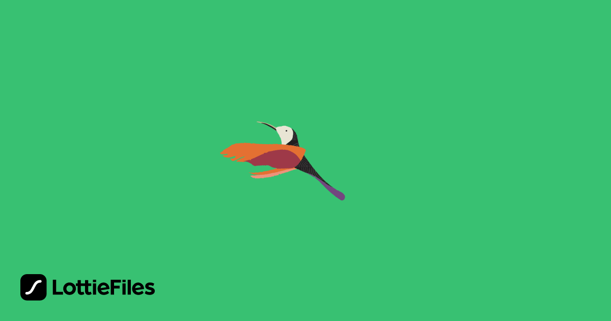 Free Hummingbird Animation by Adan Ronzon | LottieFiles