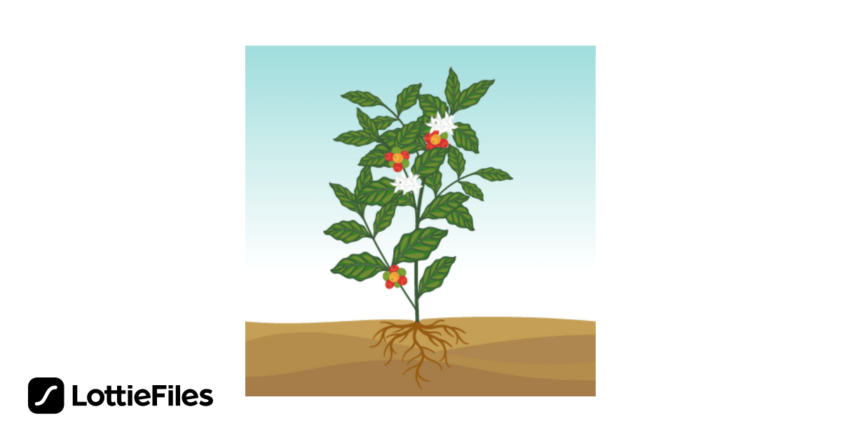 Free Coffee Tree Animation Animation by Toshi Feryansyah | LottieFiles