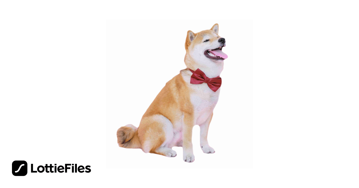 Free Dogo Animation by Joel Nascimento | LottieFiles