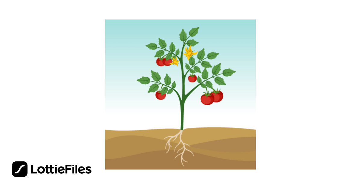 Free Tomato Animation by Toshi Feryansyah | LottieFiles