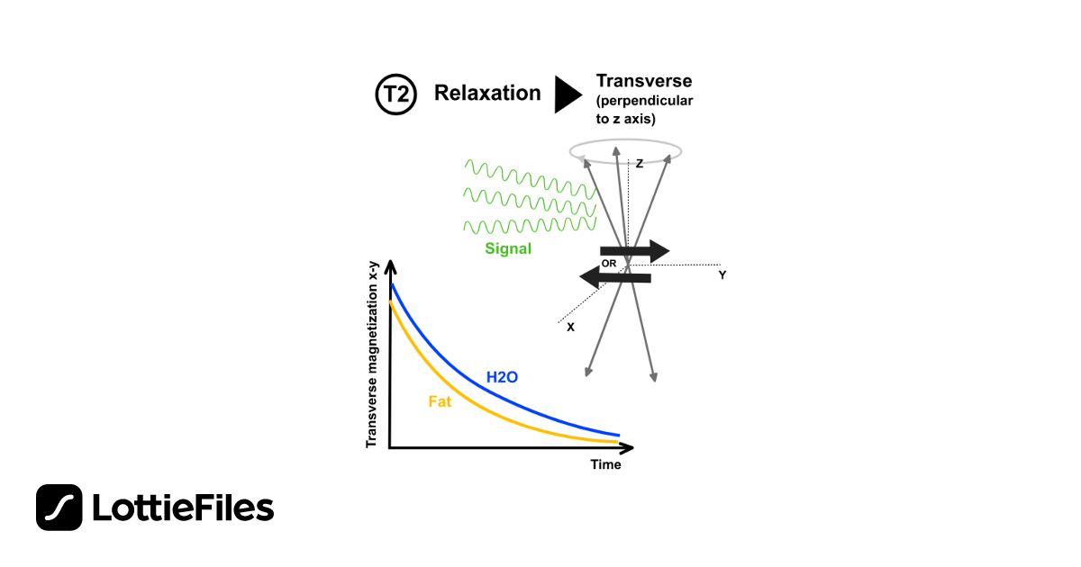 Free MRI T2 Relaxation Animation by Joana Barreira | LottieFiles