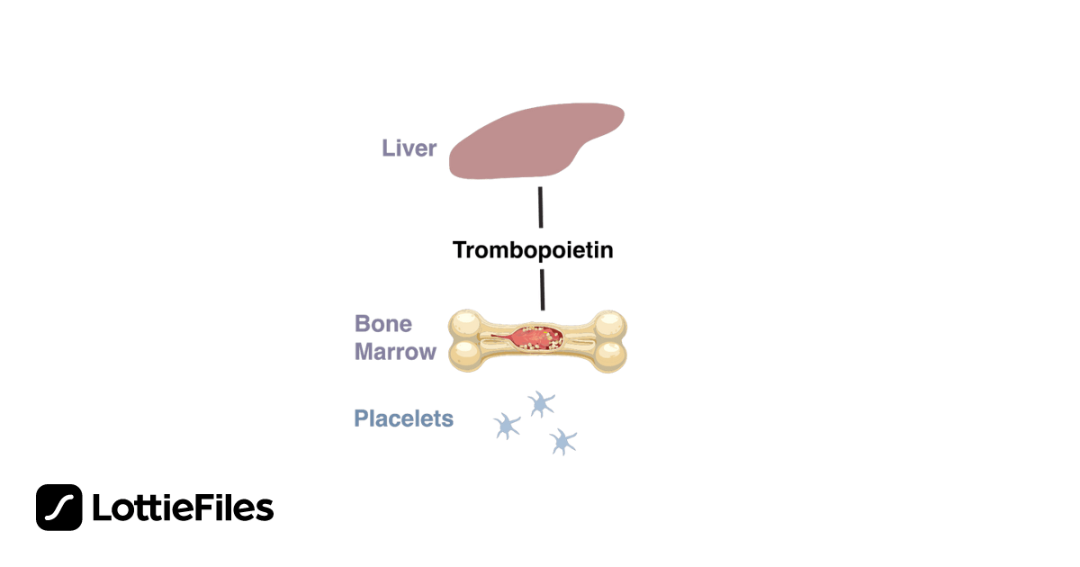 Free TPO - Thrombopoietin Animation by Joana Barreira | LottieFiles